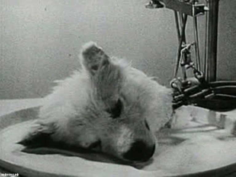 The 10 Most Inhumane and Bizarre Animal Experiments in History – Save ...