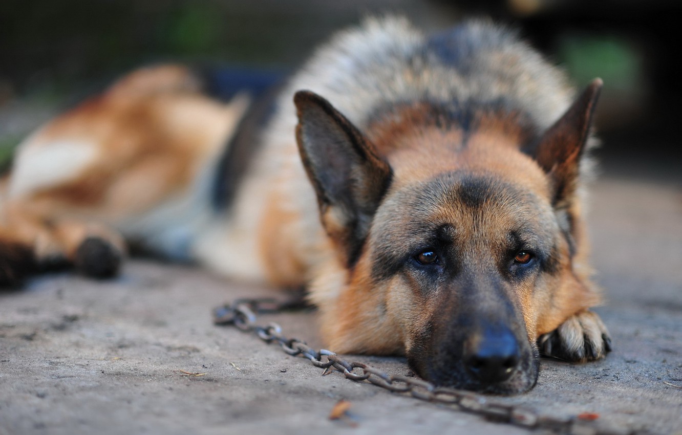 В Венгрии и Румынии запретили содержание собак на цепи — Save Animals ...